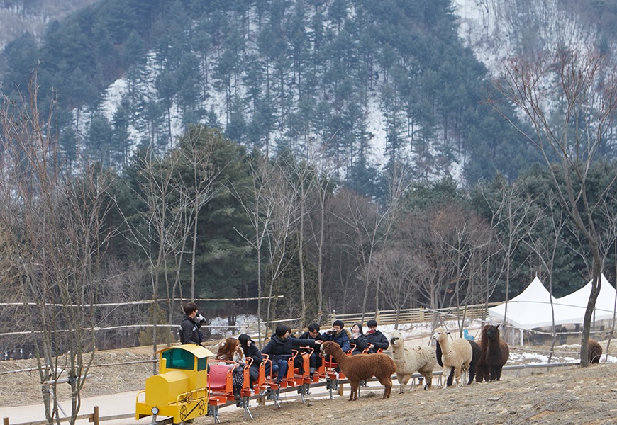 Alpaca World Korea - Animal Farm in Nature & Getting There | KoreaToDo