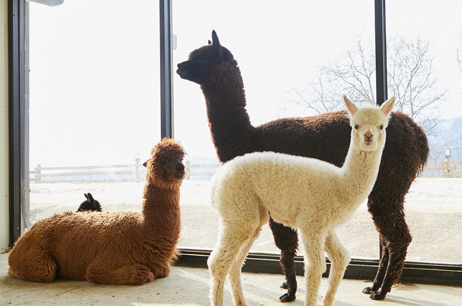Alpaca World Korea - Animal Farm in Nature & Getting There | KoreaToDo