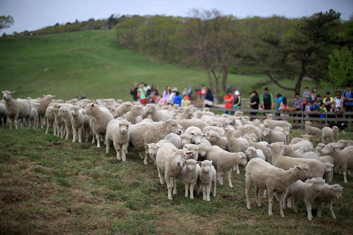 Daegwallyeong Sheep Farm & Getting There | KoreaToDo
