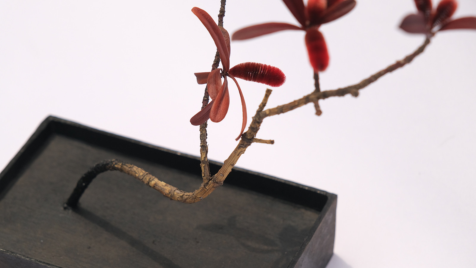 REBORN 2024 | CCCDPS