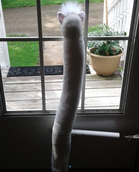 Long Furby | The #1 Gallery of Long Furbies
