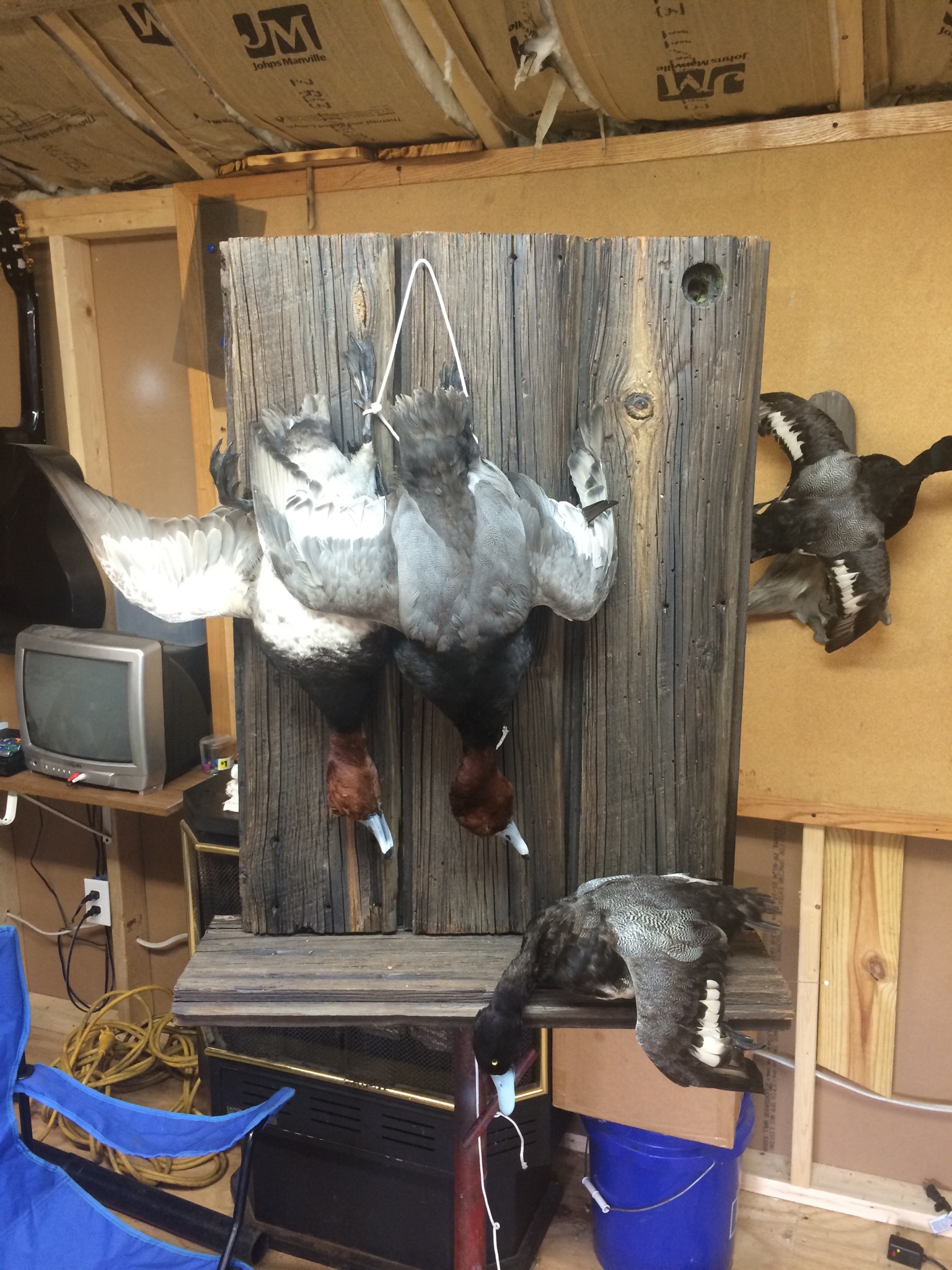 CONTACT | bandbtaxidermy