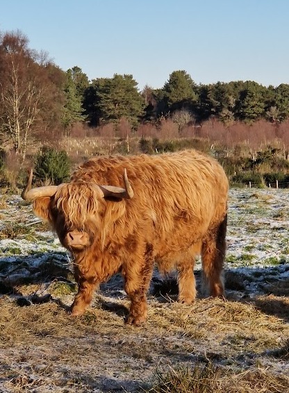 Descubra a magia de Edimburgo: Roteiro de 4 dias