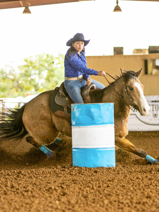 Horses | Four Lazy F Ranch