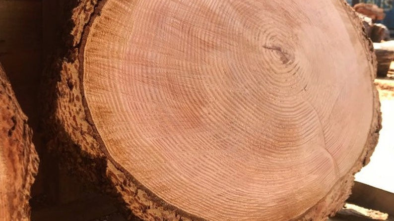 Extra large gorgeous Rustic log slice as seen on ITV This Morning ...