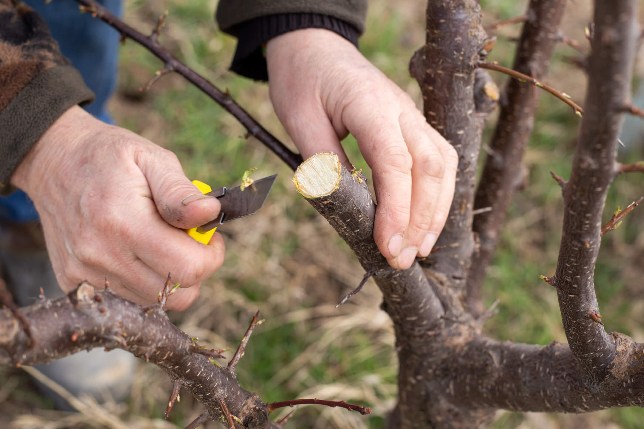 Proper Pruning Techniques