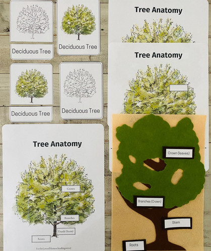Tree Felt Anatomy Pack | FTL of Homeschooling