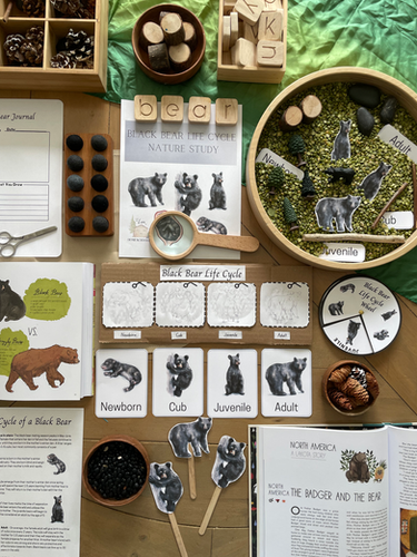 Black Bear Life Cycle Nature Study | FTL of Homeschooling