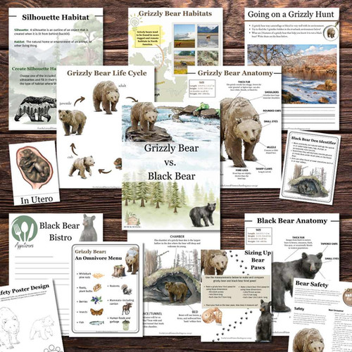 Grizzly Bear vs. Black Bear Nature study | FTL of Homeschooling