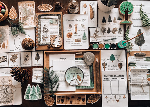Evergreen Nature Study | For the Love of Homeschooling