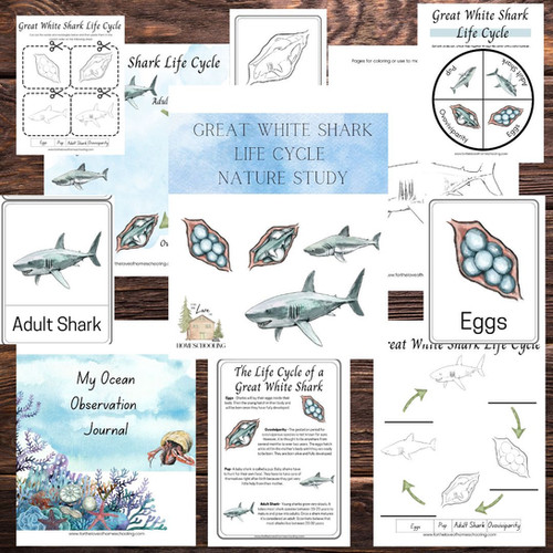 Shark Life Cycle Nature Study | FTL of Homeschooling