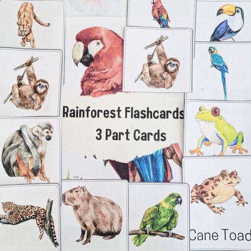 Rainforest Identification & 3 Part Cards | FTL of Homeschooling