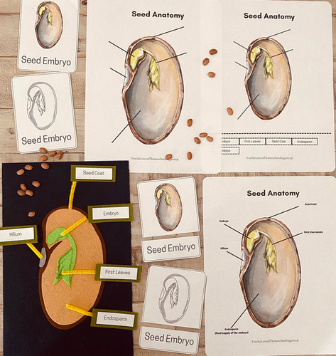 Seed Felt Anatomy Pack | FTL of Homeschooling
