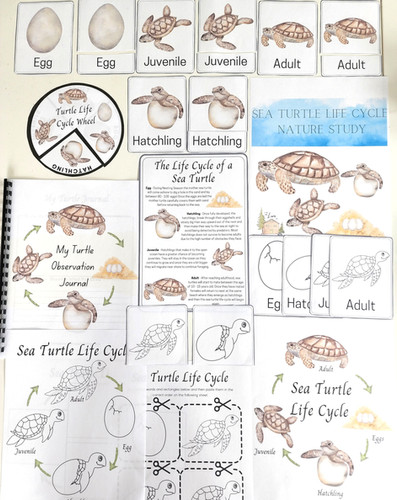 Sea Turtle Life Cycle Nature Study | FTL of Homeschooling