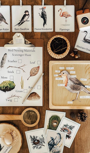 Nesting Birds Nature Study | FTL of Homeschooling