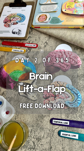 Brain Lift-a-Flap Activity FTLOH | FTL of Homeschooling