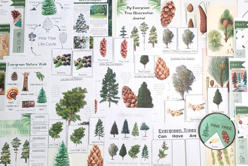 Evergreen Nature Study | For the Love of Homeschooling