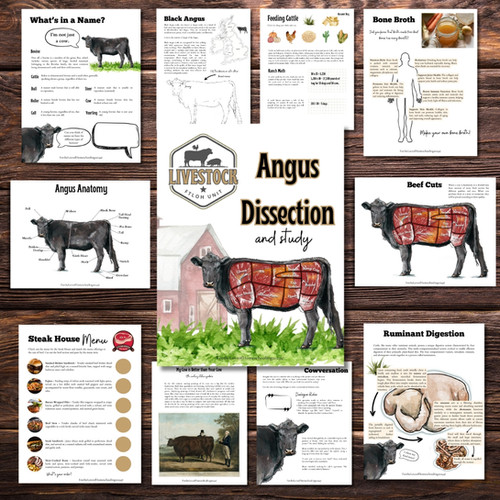 Angus Dissection & Unit Study | FTL of Homeschooling