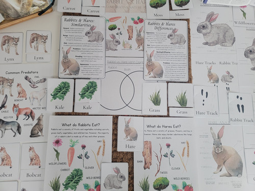 Rabbit Mini Bundle | FTL of Homeschooling