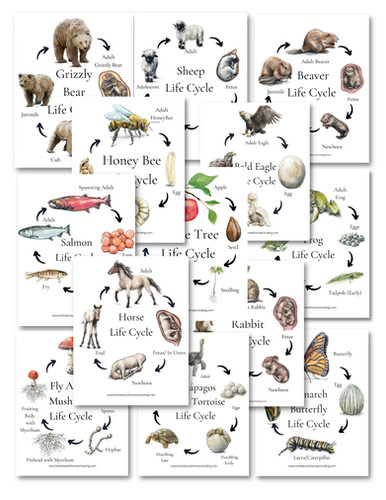 Lifecycle Mega Pack | FTL of Homeschooling