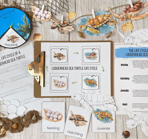 SAMPLE - Loggerhead Sea Turtle Nature Study | FTL of Homeschooling