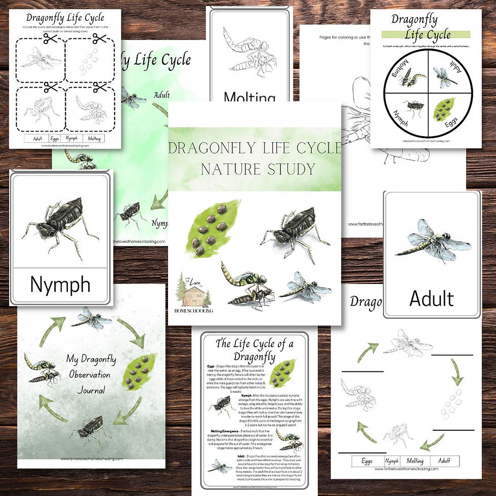 Dragonfly Life Cycle Nature Study | FTL of Homeschooling