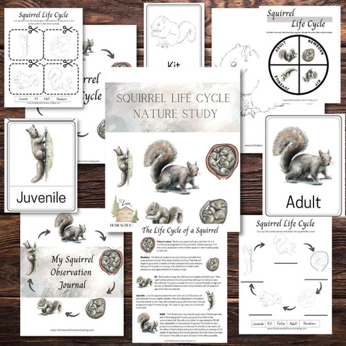 Squirrel Life Cycle Nature Study | FTL of Homeschooling
