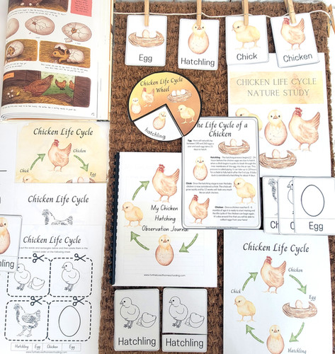 Chicken Life Cycle Nature Study | FTL of Homeschooling