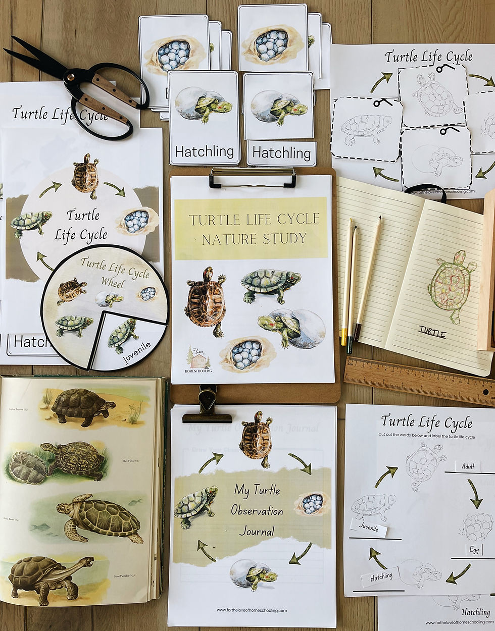 Turtle Life Cycle Nature Study | FTL of Homeschooling