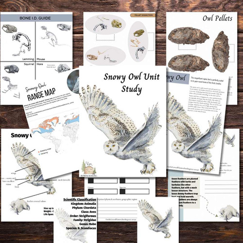 Snowy Owl & Pellet Dissection Nature Study | FTL of Homeschooling