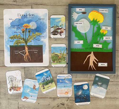 The Dandelion Seed | FTL of Homeschooling