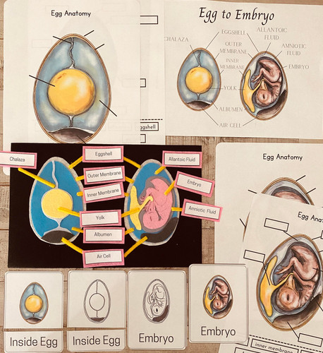 Bird Egg & Embryo Felt Anatomy Pack | FTL of Homeschooling