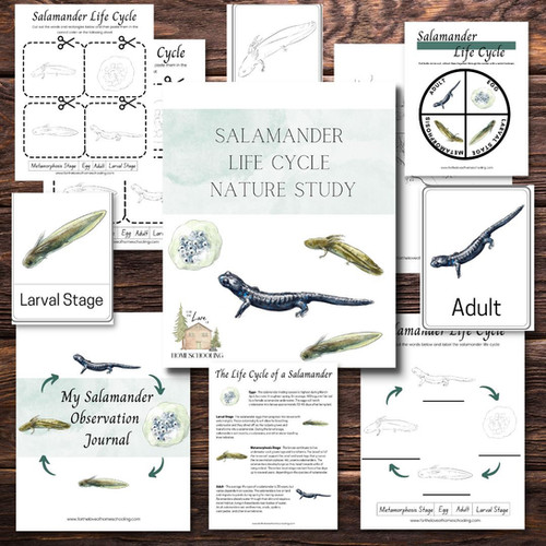 Salamander Life Cycle Nature Study | FTL of Homeschooling