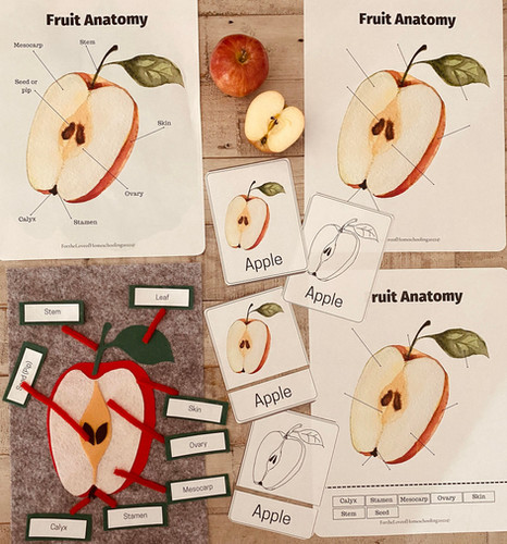 Apple Felt Anatomy Pack | FTL of Homeschooling