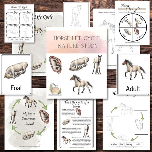 Horse Life Cycle Nature Study | FTL of Homeschooling