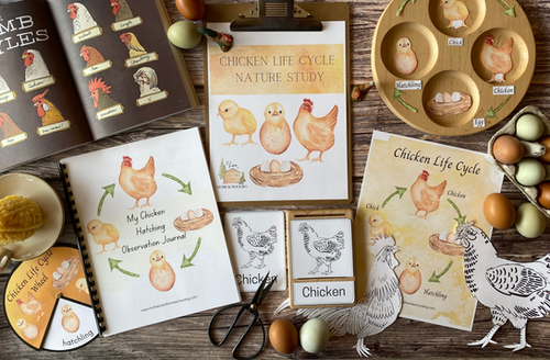 Chicken Life Cycle Nature Study | FTL of Homeschooling