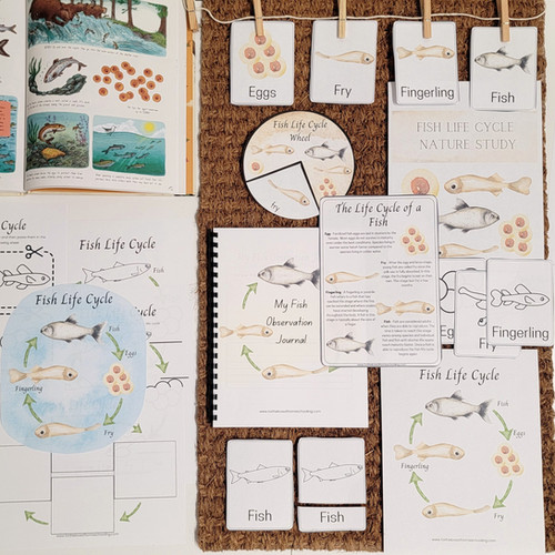 Fish Life Cycle Nature Study | FTL of Homeschooling