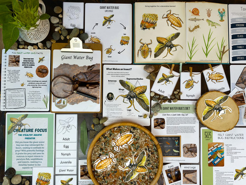 Giant Water Bug Nature Study | FTL of Homeschooling
