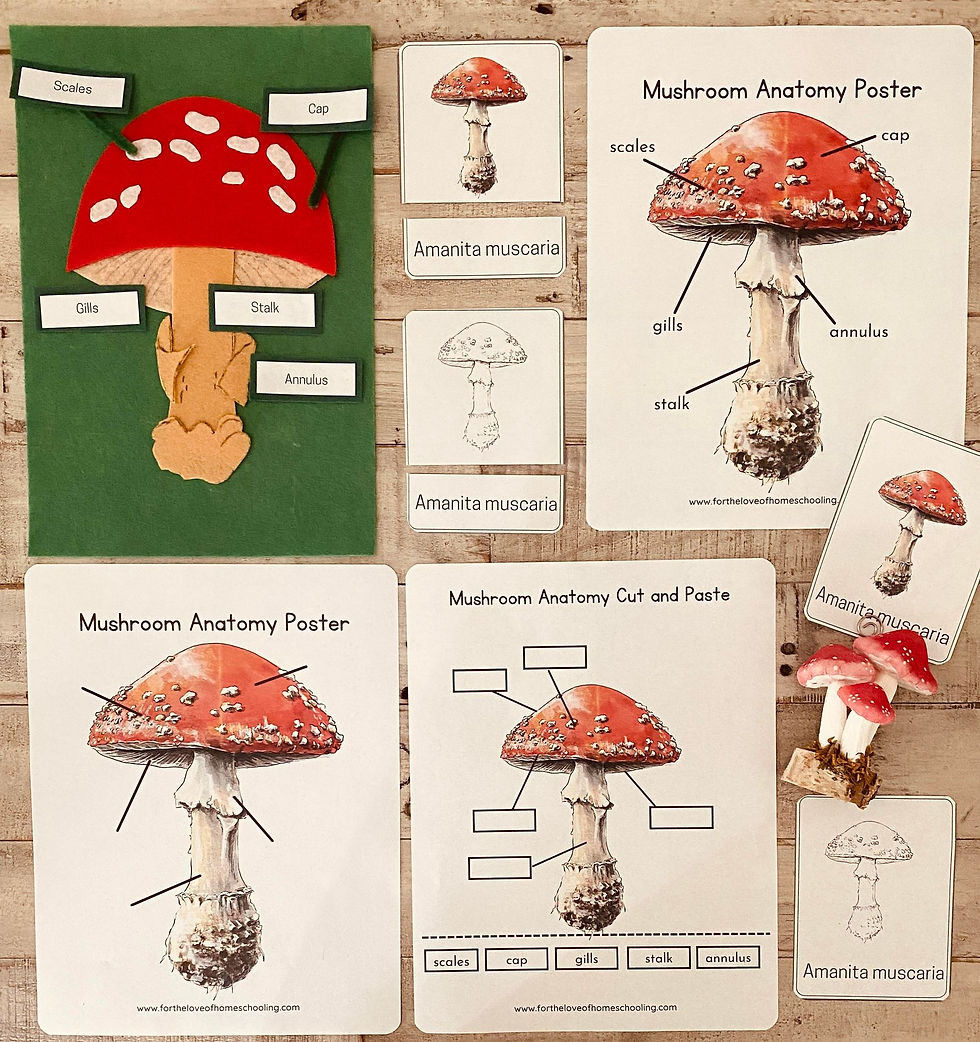 Mushroom Felt Anatomy Pack | FTL of Homeschooling