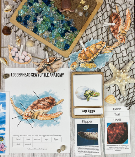 Loggerhead Sea Turtle Nature Study | FTL of Homeschooling