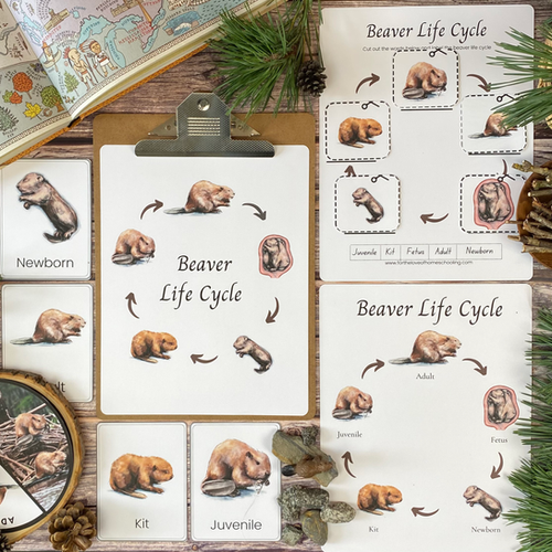 Sample Beaver Nature Study | FTL of Homeschooling