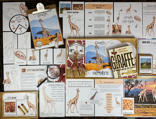 Giraffe Nature Study | FTL of Homeschooling