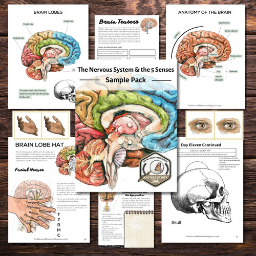 Sample Nervous System & 5 Senses Unit! | FTL of Homeschooling
