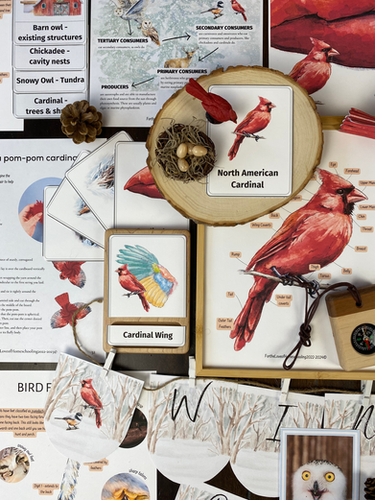 Winter Birds Nature Study | FTL of Homeschooling