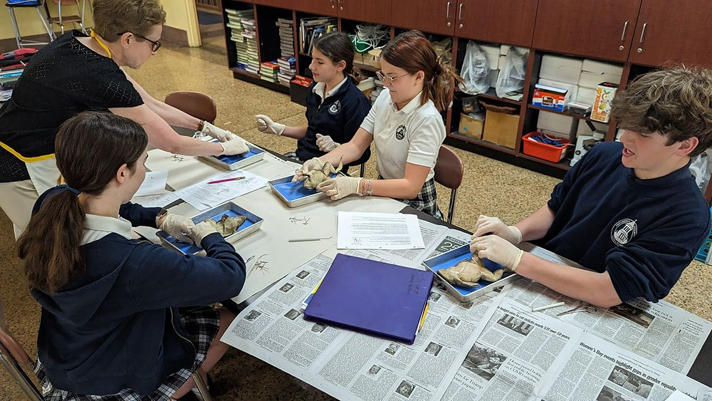 Leaping Ahead With Another Dissection