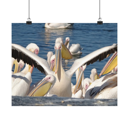 Discover Stunning Wall Art for Your Home Decor: Pelicans Photo Poster ...
