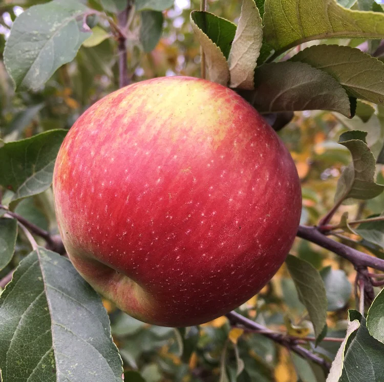 Fruit Trees | Midvalley Greenhouse