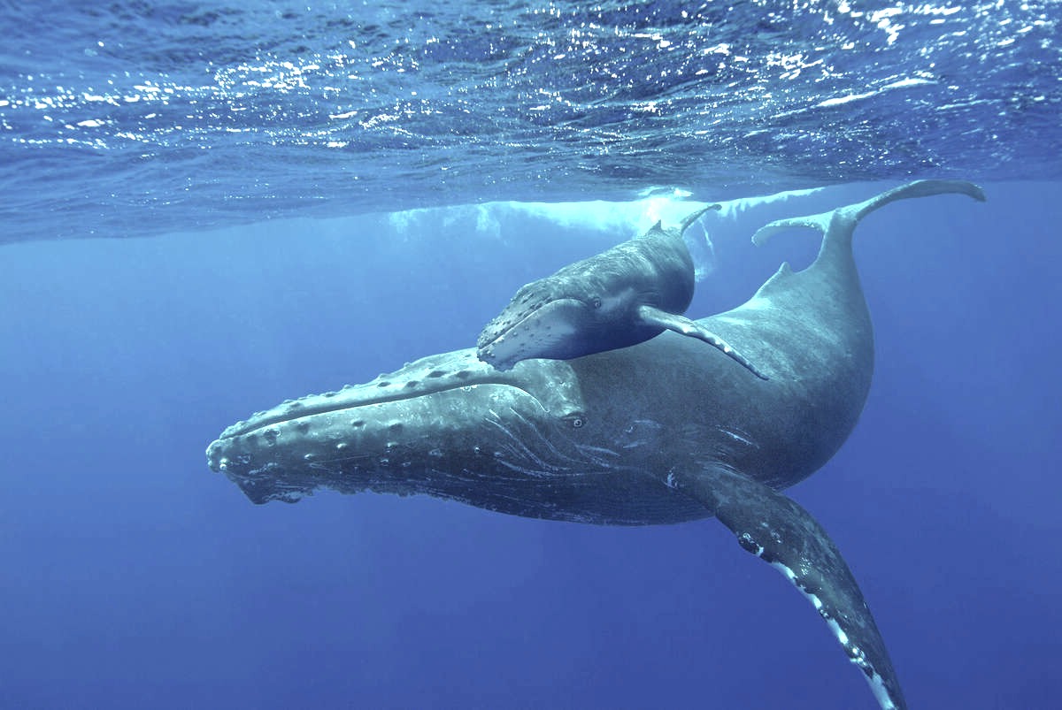 Blue Whale - Curious and Unusual Tartans