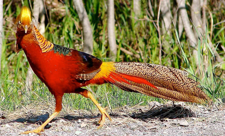 Golden Pheasant - Scottish Country Dance of the Day