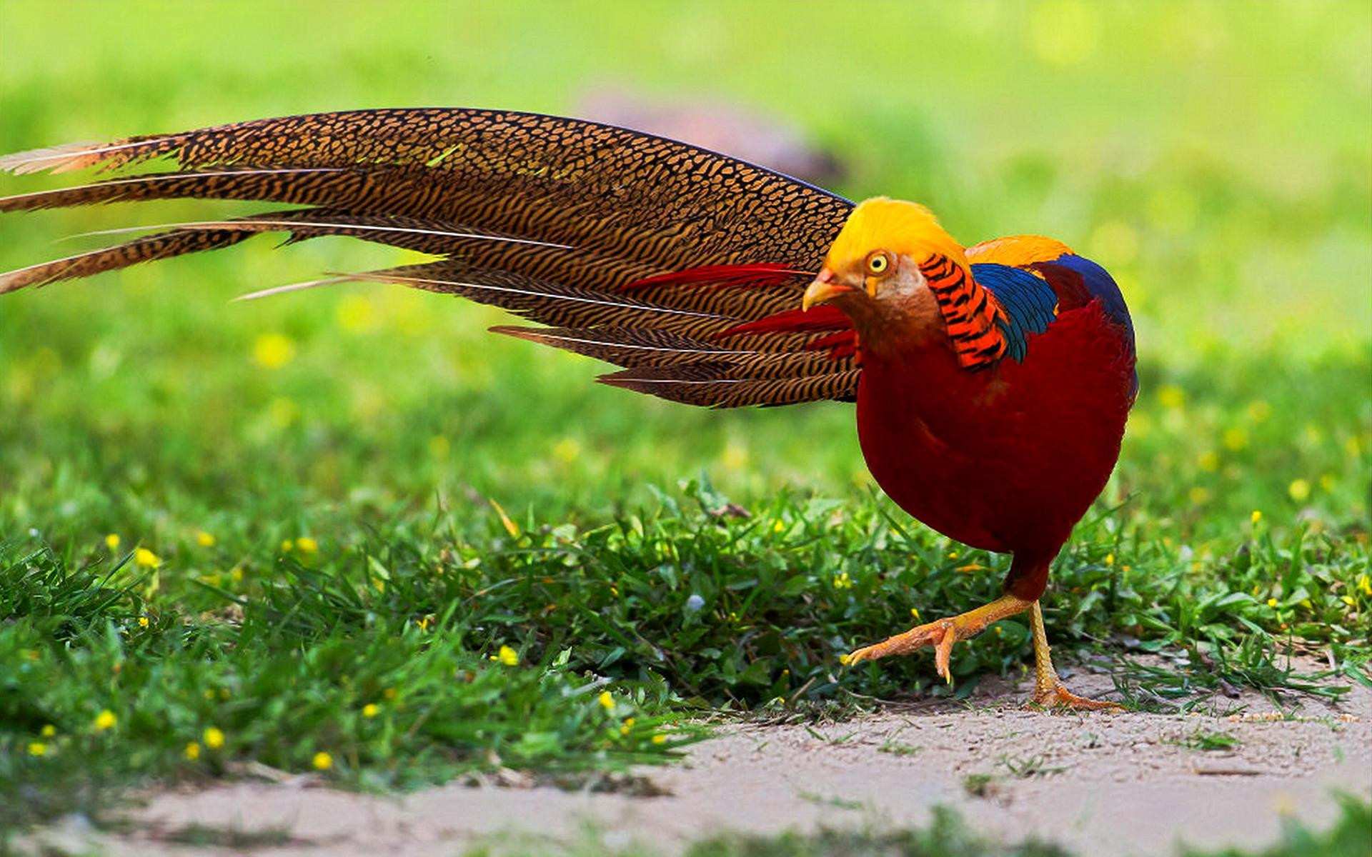 Golden Pheasant - Scottish Country Dance of the Day